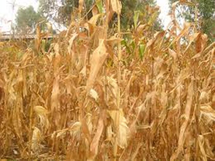 Inzara iraca ibintu mu turere tumwe na tumwe tw’intara y’u Burasirazuba ...